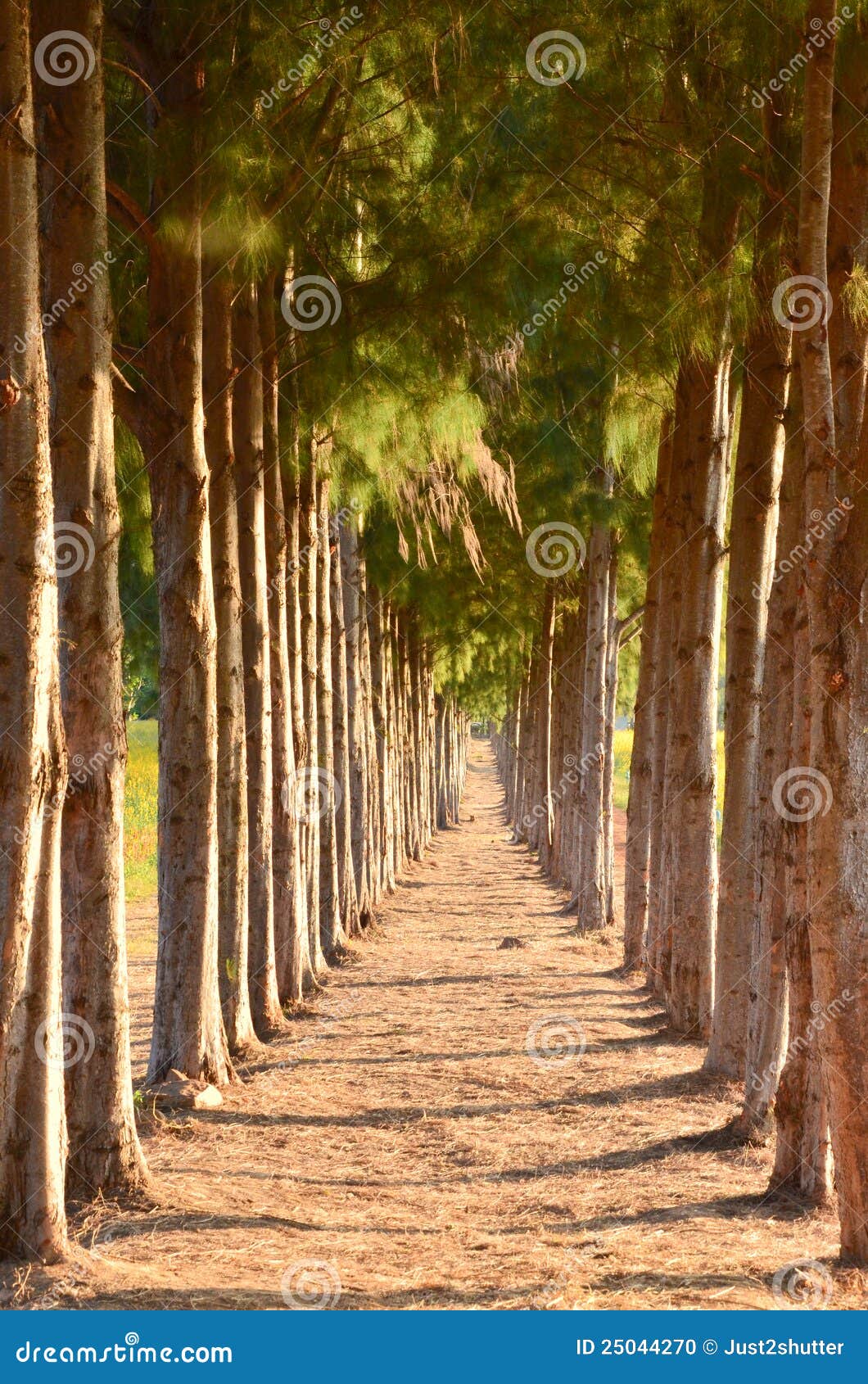 Pathway in Nature tree stock photo. Image of future, color - 25044270