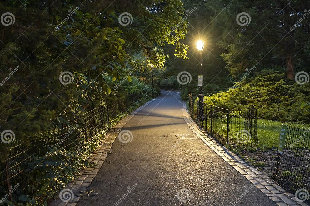 A pathway at night stock image. Image of pathway, trees - 191831519