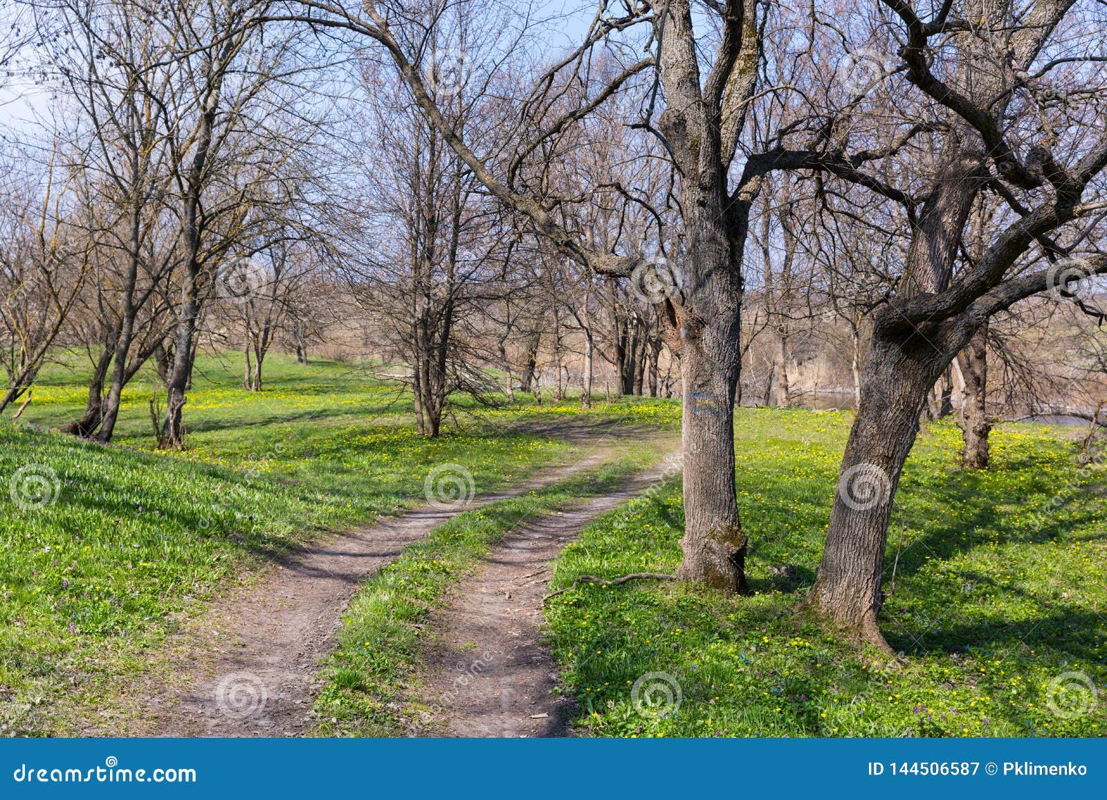 Pathway among oak trees stock image. Image of season - 144506587