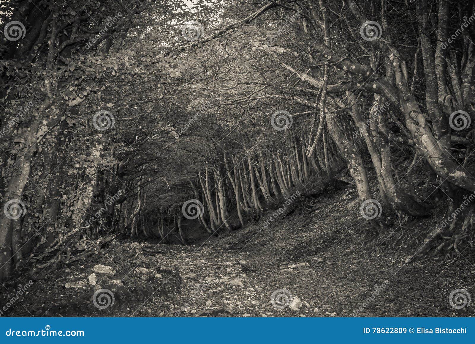 Pathway in the Obscure Forest Stock Image - Image of background, blow ...