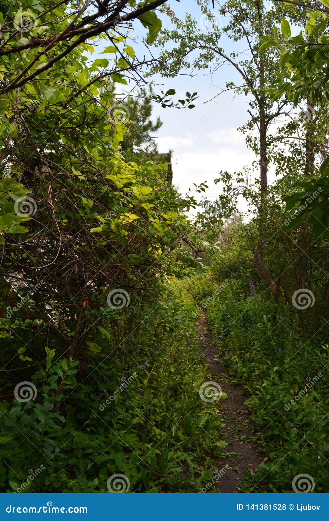 Pathway through Overgrown Garden in Summer Stock Photo - Image of road ...