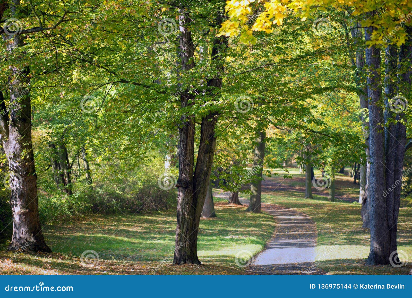 Pathway in the park stock photo. Image of beautiful - 136975144