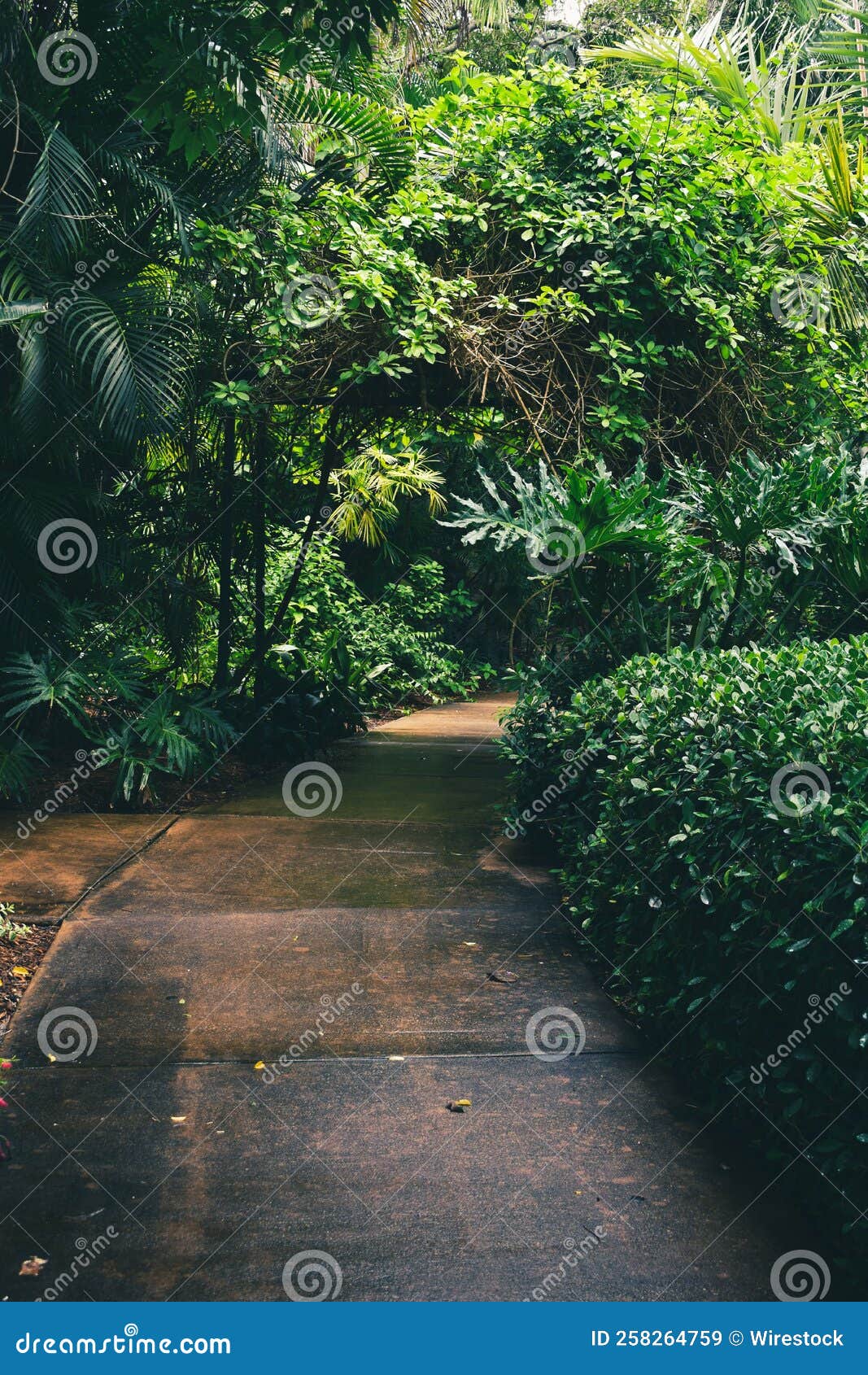 Pathway through a Park Full of a Variety of Trees Stock Image - Image ...