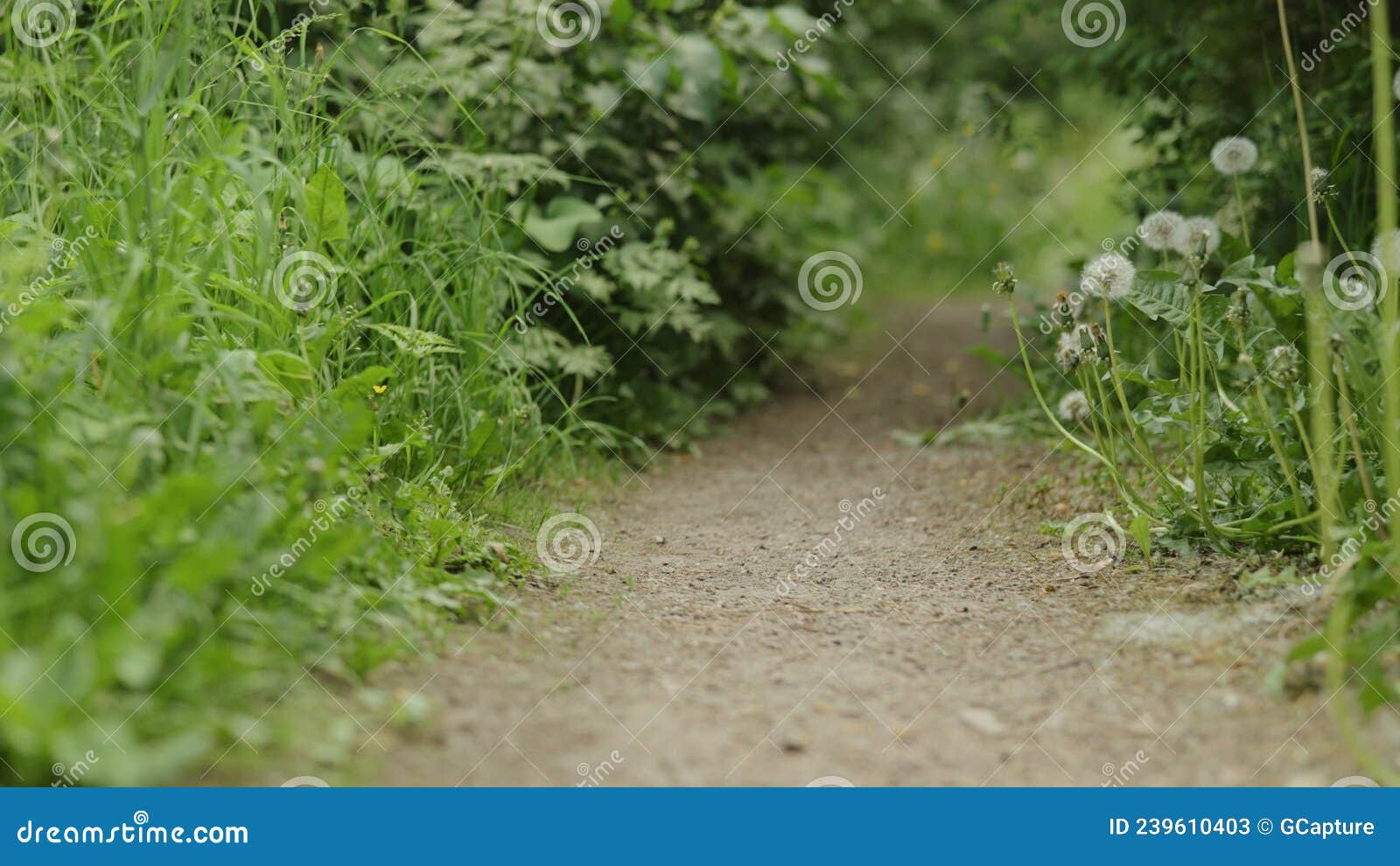 Pathway in a Park Low Angle Stock Image - Image of hiking, scenic ...