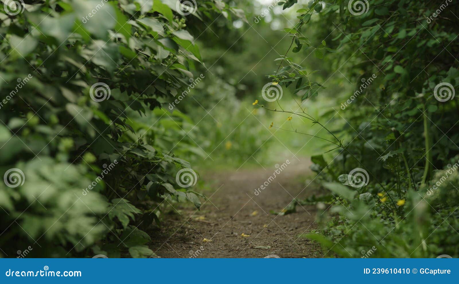 Pathway in a Park Low Angle Stock Photo - Image of outdoors, pathway ...