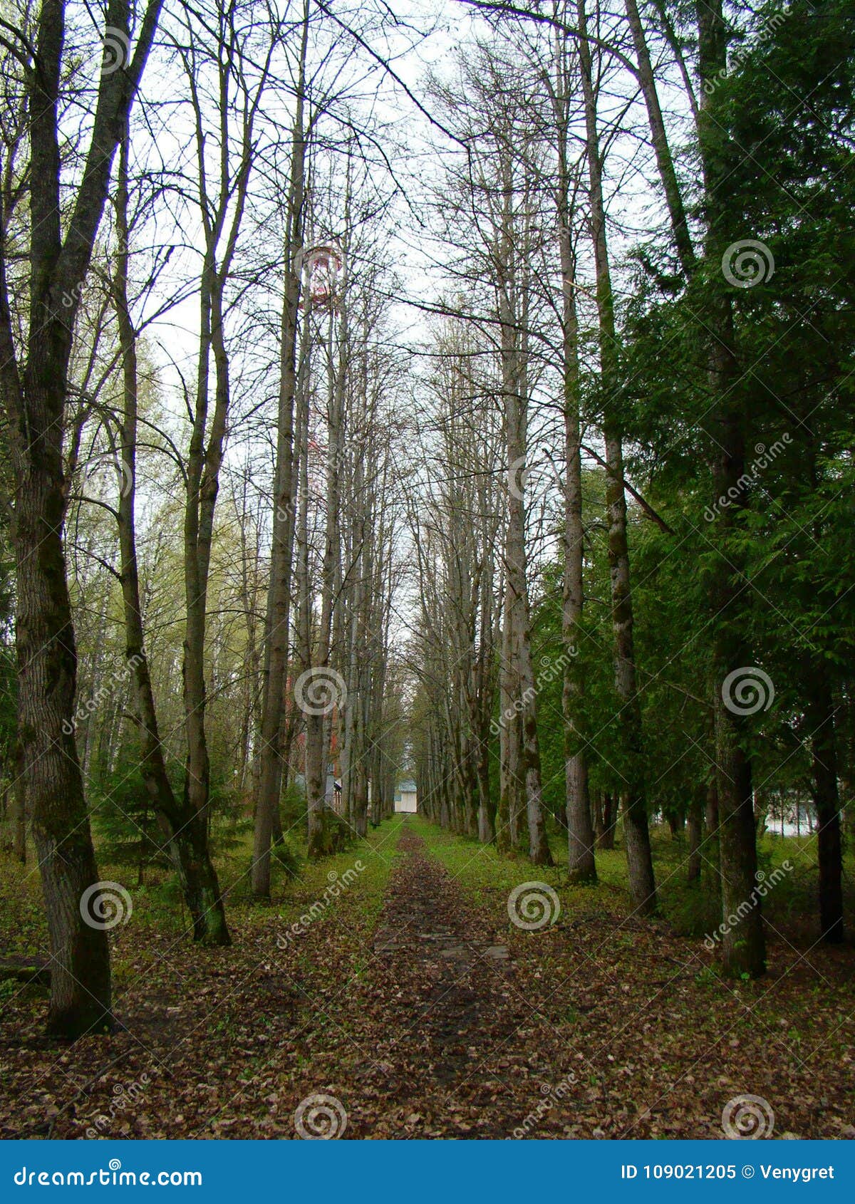 Pathway in the park stock image. Image of nature, park - 109021205