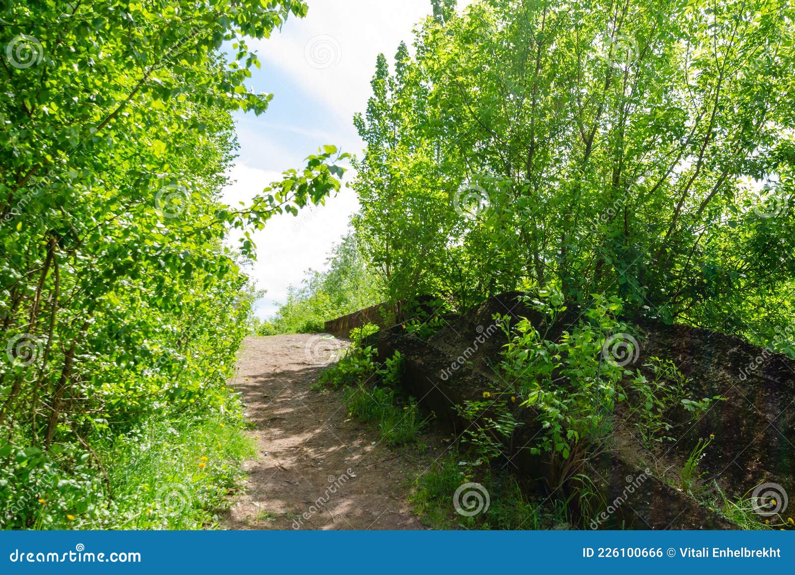 Pathway Passing through Green Shrubs Stock Photo - Image of nature ...
