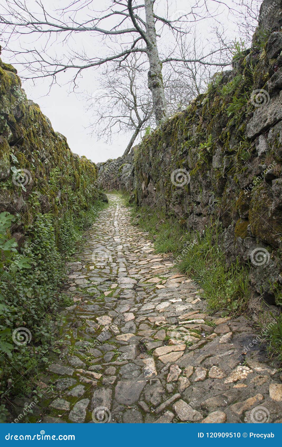 Picturesque Pathway Covered With Red Bougainvillea At Hotel Luna, On ...