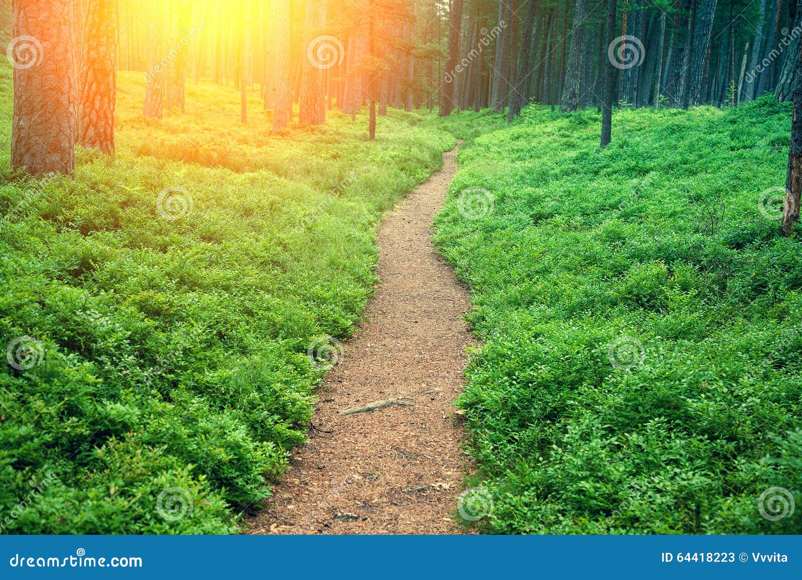 Pathway in the pine forest stock image. Image of ground - 64418223