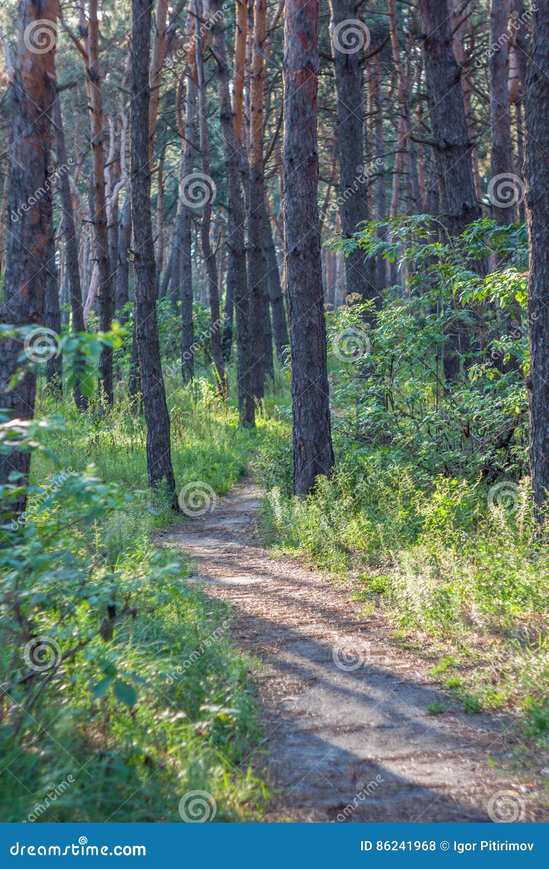 Pathway in the pine forest stock photo. Image of vegetation - 86241968