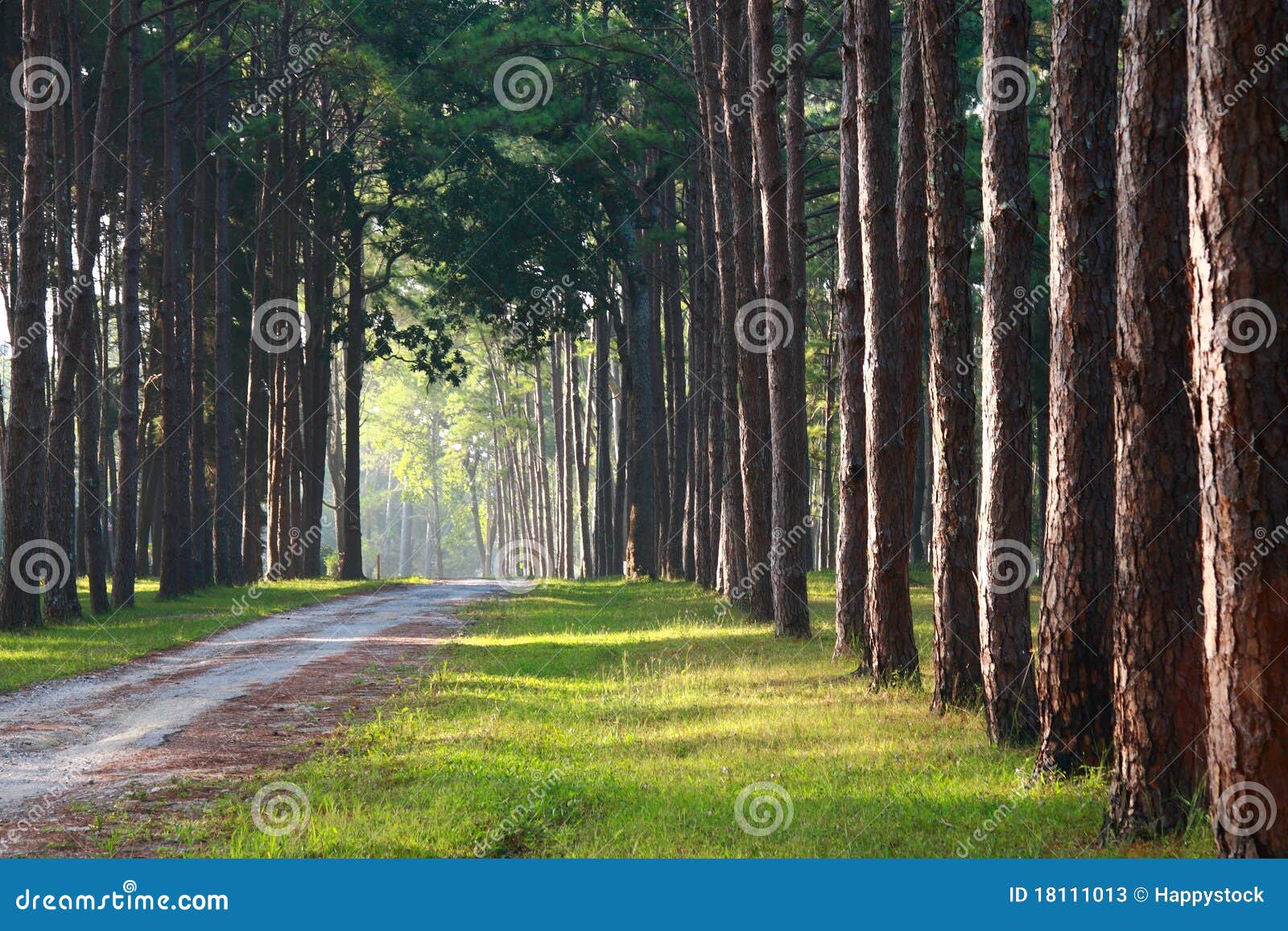 Pathway with Pine Tree on Sideway Stock Image - Image of environment ...