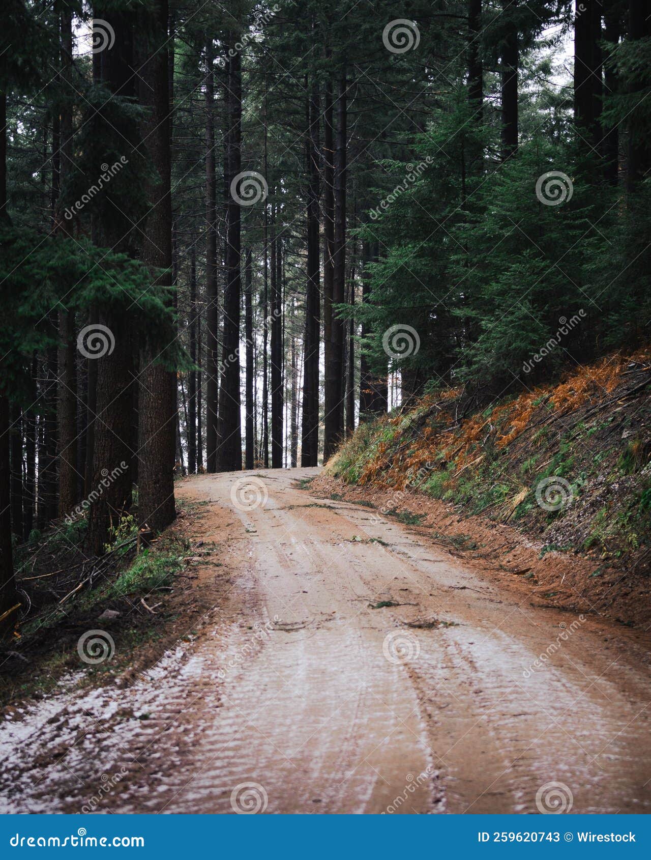 Pathway between Pine Trees in a Forest Stock Image - Image of road ...