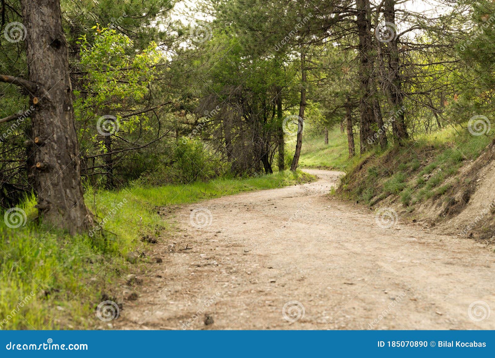 Pathway among Pine Trees in a Forest Near Lake Eymir, Ankara, Turkey ...