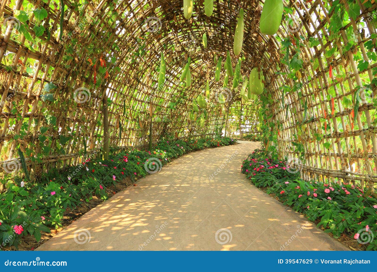 Pathway with plant tunnel stock image. Image of plantation - 39547629