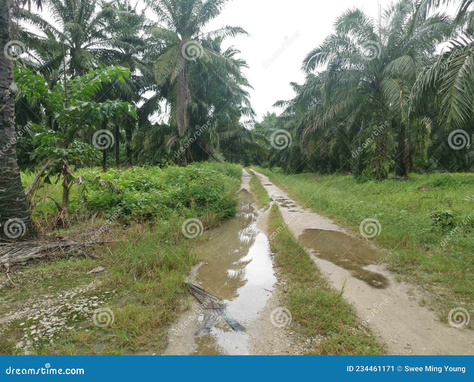 Pathway into the Plantation after the Rain Stock Image - Image of grass ...