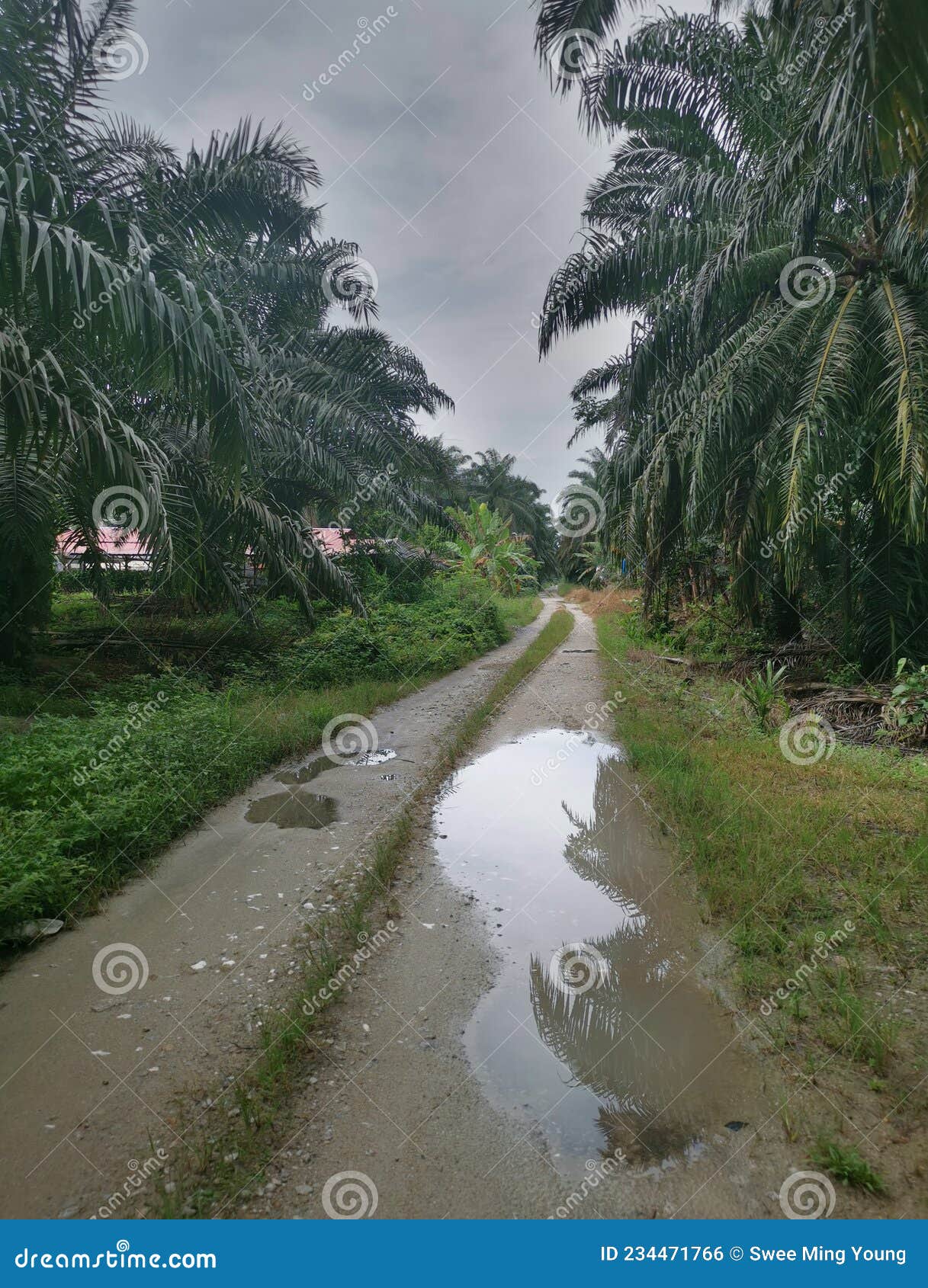 Pathway into the Plantation after the Rain Stock Photo - Image of ...