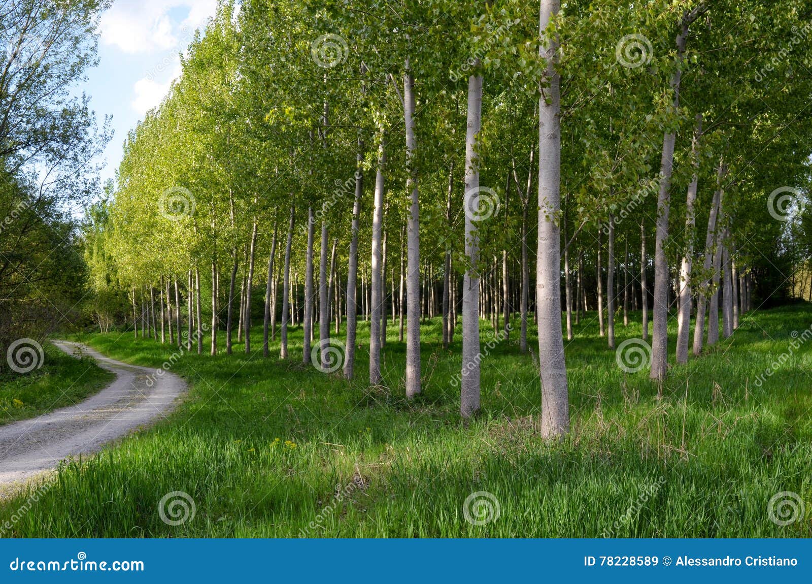 Pathway with poplar trees stock image. Image of poplar - 78228589