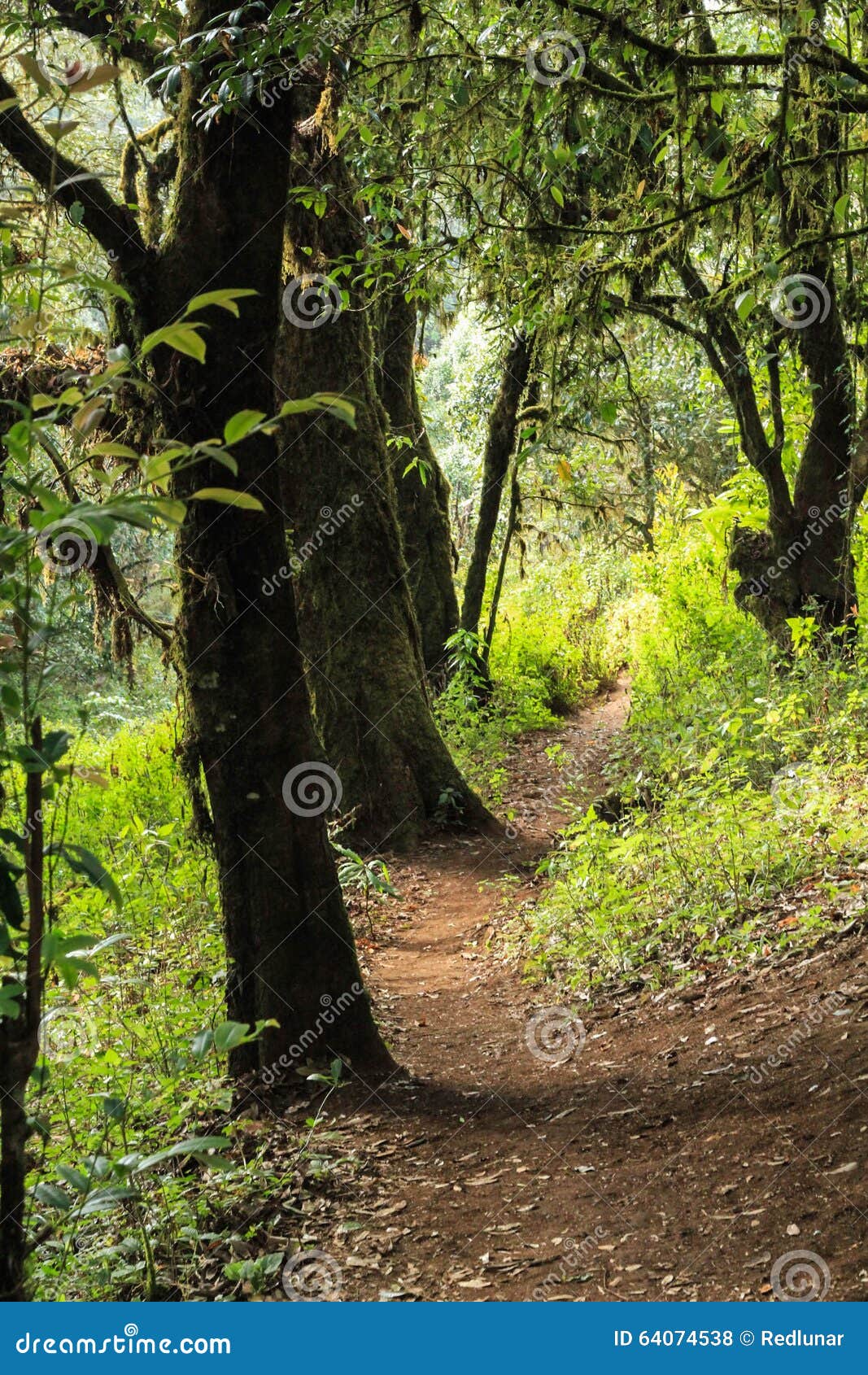 Pathway in rain forest stock photo. Image of mountain - 64074538