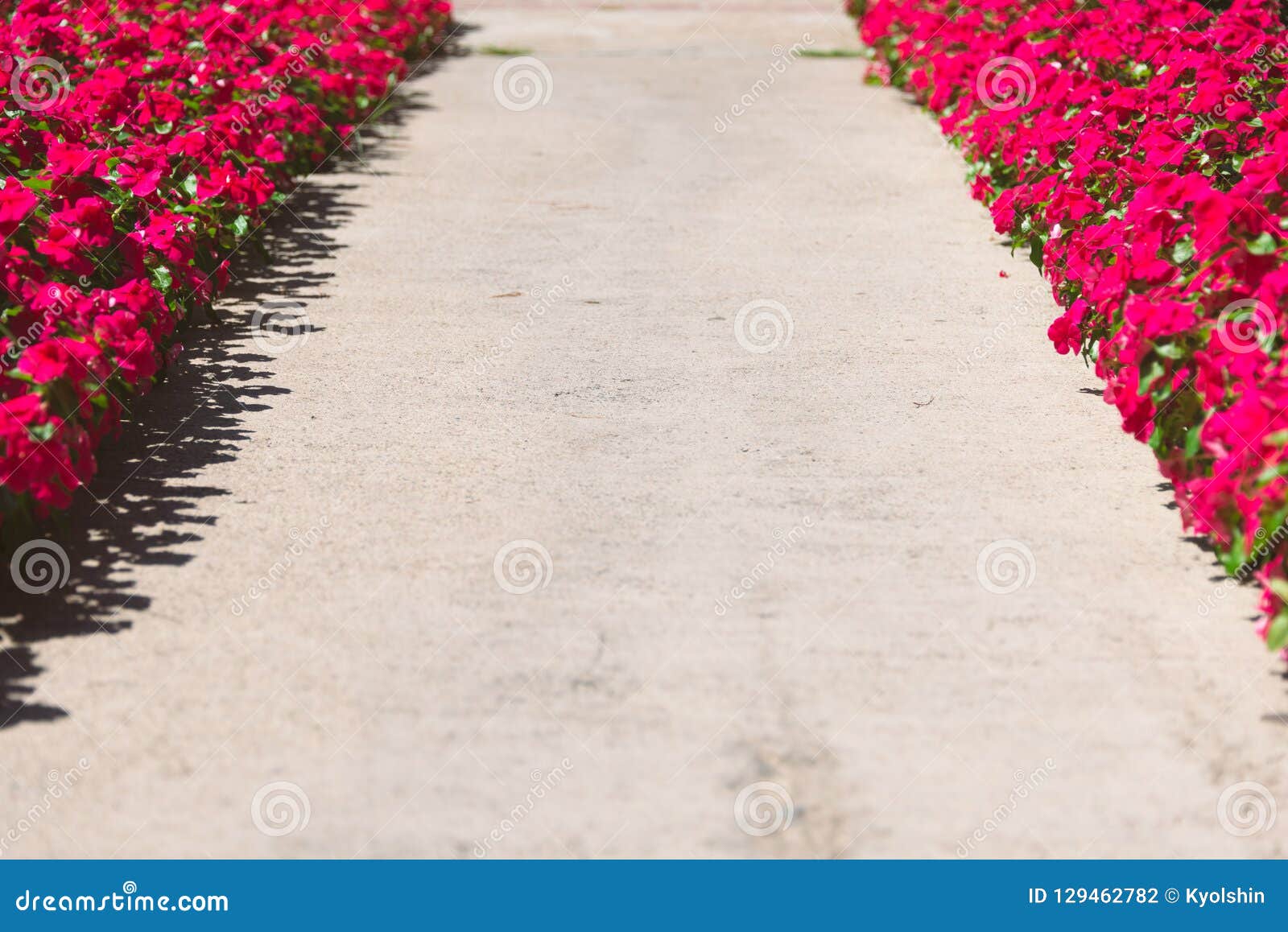 Pathway with Red Flowers on Sides of Road Stock Photo - Image of nature ...