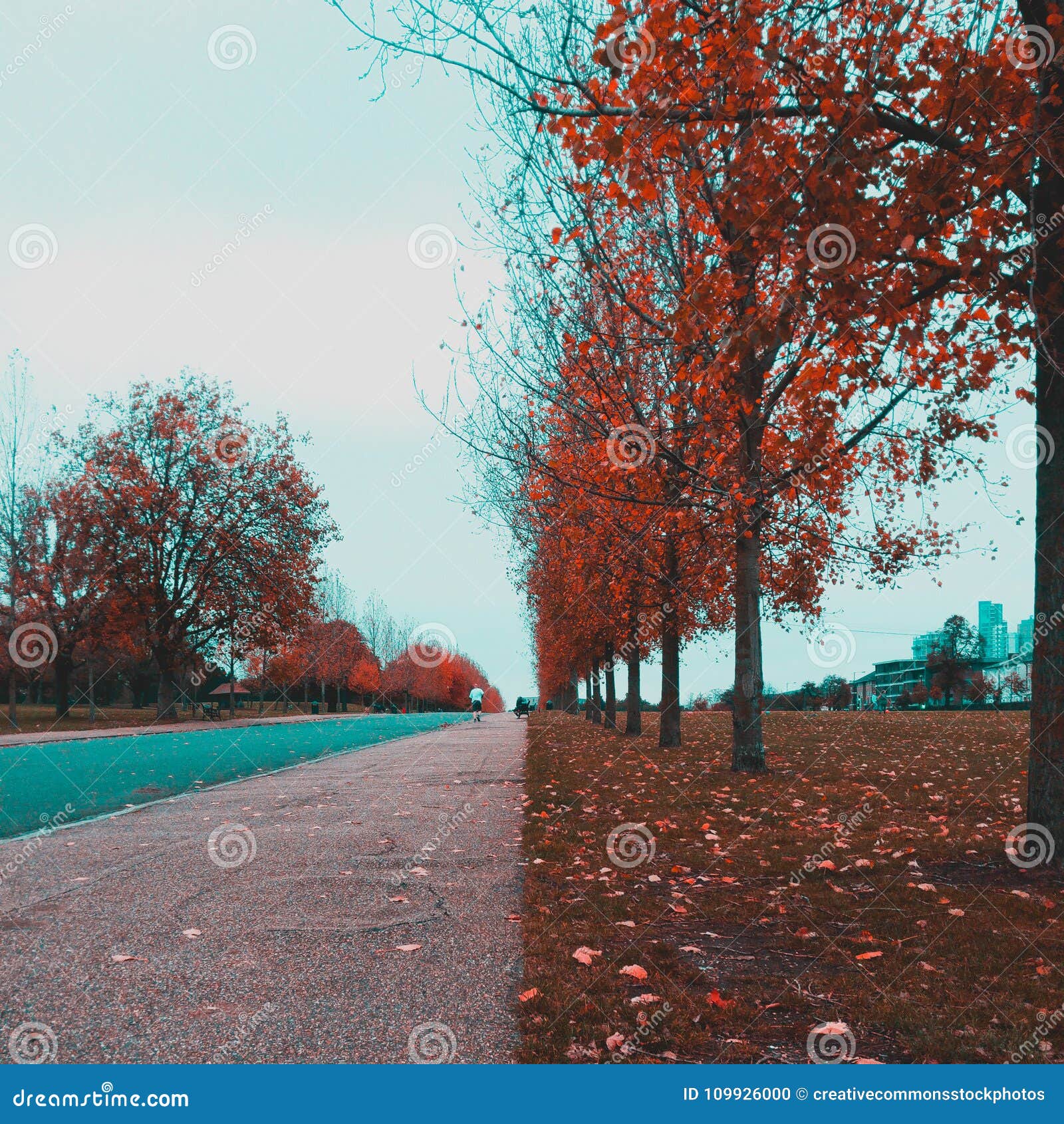 Pathway Between Red Leaf Trees Picture. Image: 109926000