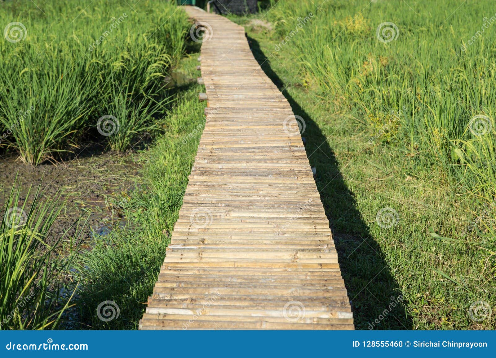 Pathway On The Rice Field Stock Photo | CartoonDealer.com #128555460