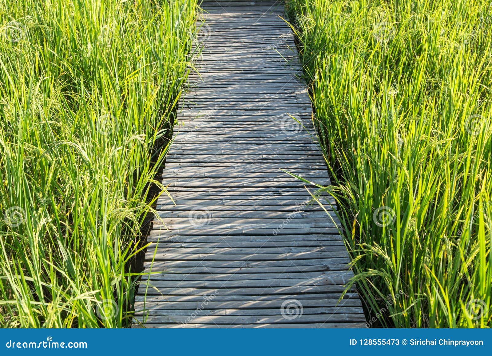 Pathway on the rice field stock image. Image of outdoor - 128555473