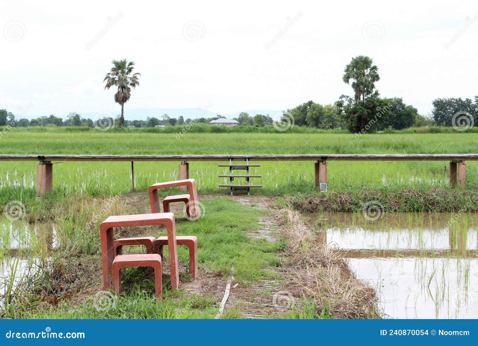 Pathway in the rice field stock photo. Image of rice - 240870054