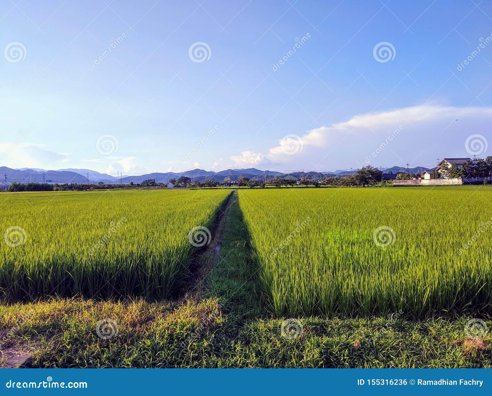 A Pathway In Rice Field Stock Photography | CartoonDealer.com #155316236