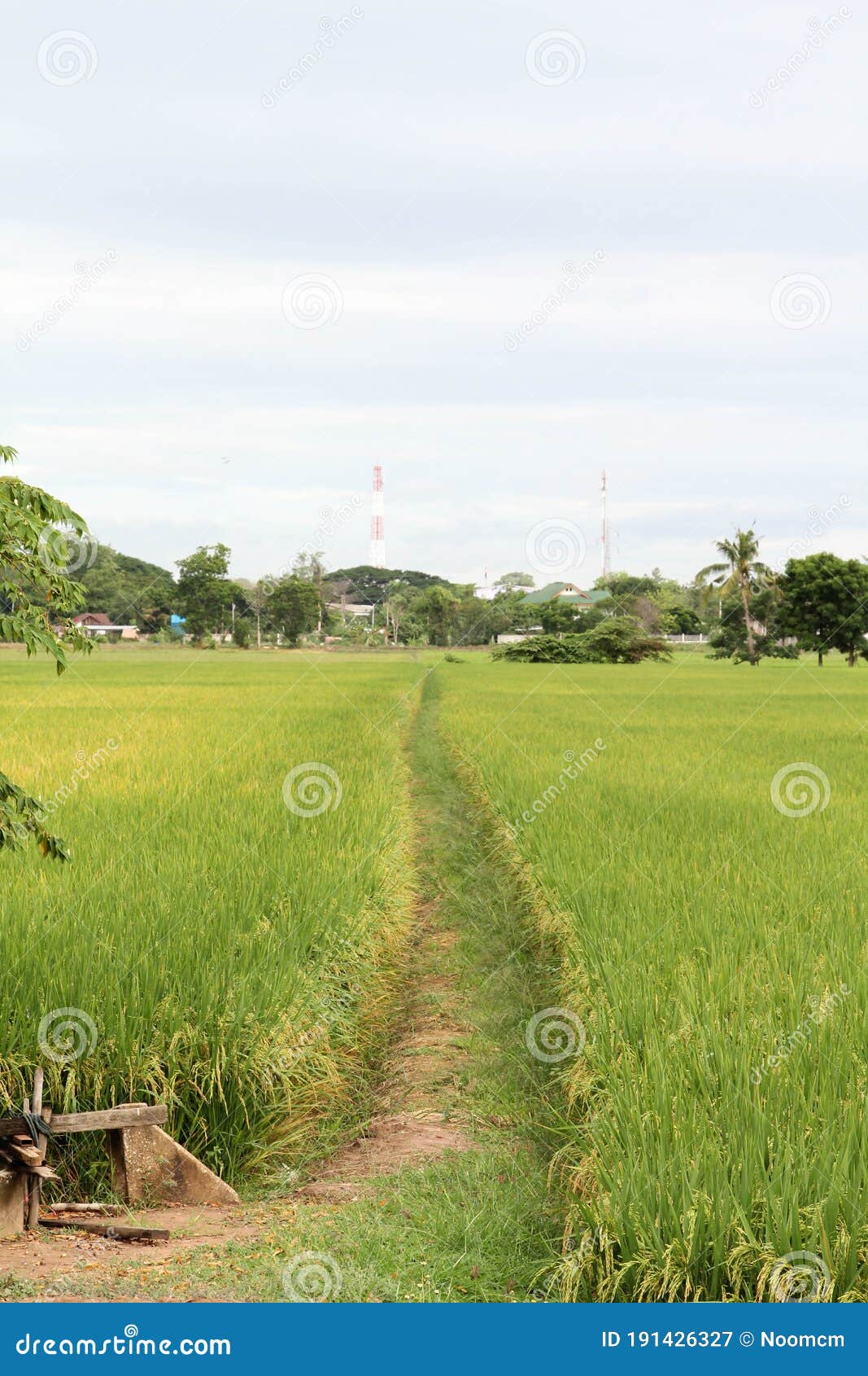 The Pathway on the Rice Fields Stock Image - Image of paddy, meadow ...