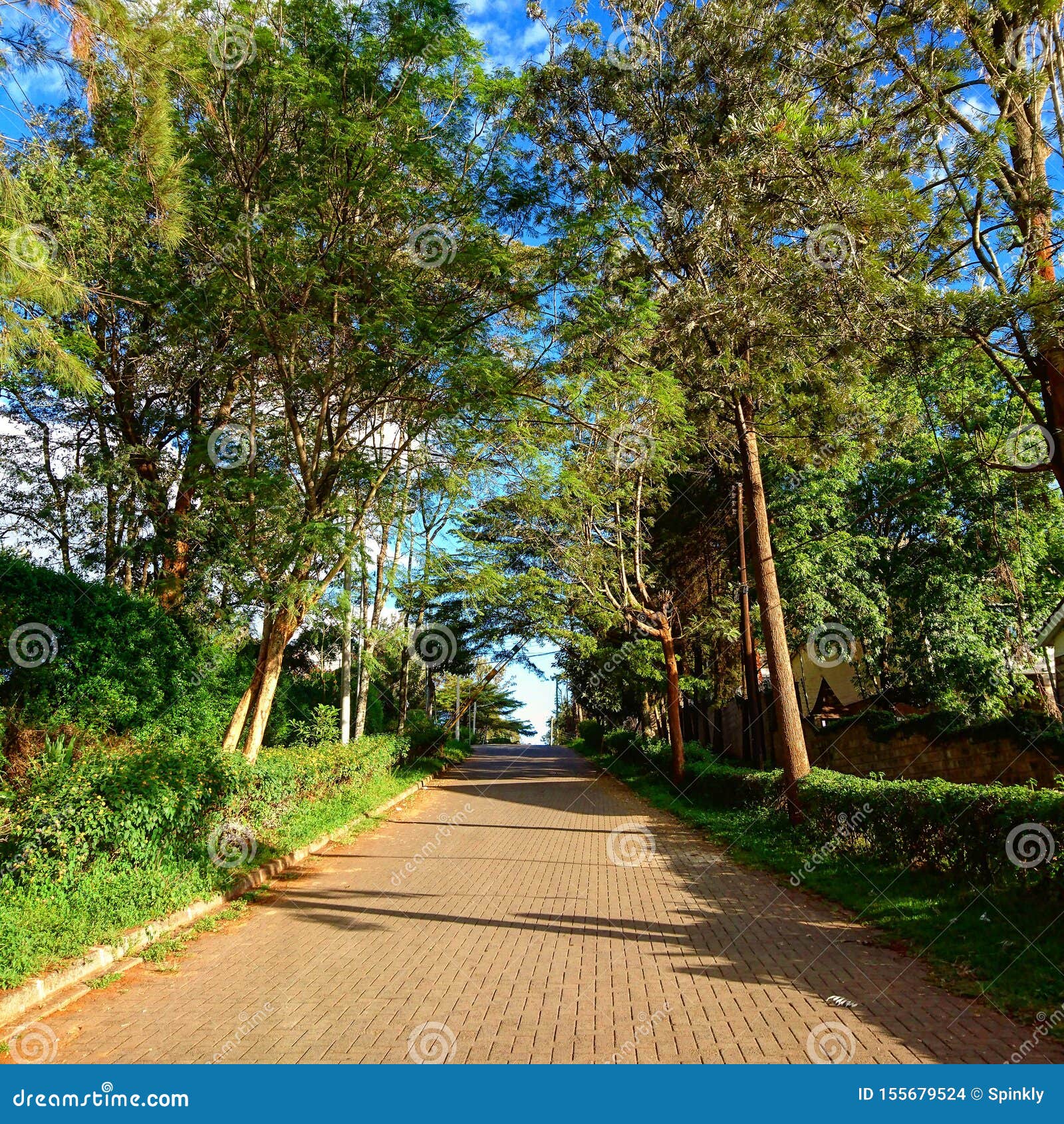 New Pathway, Road And Beautiful Trees Track For Running Or Walking And ...