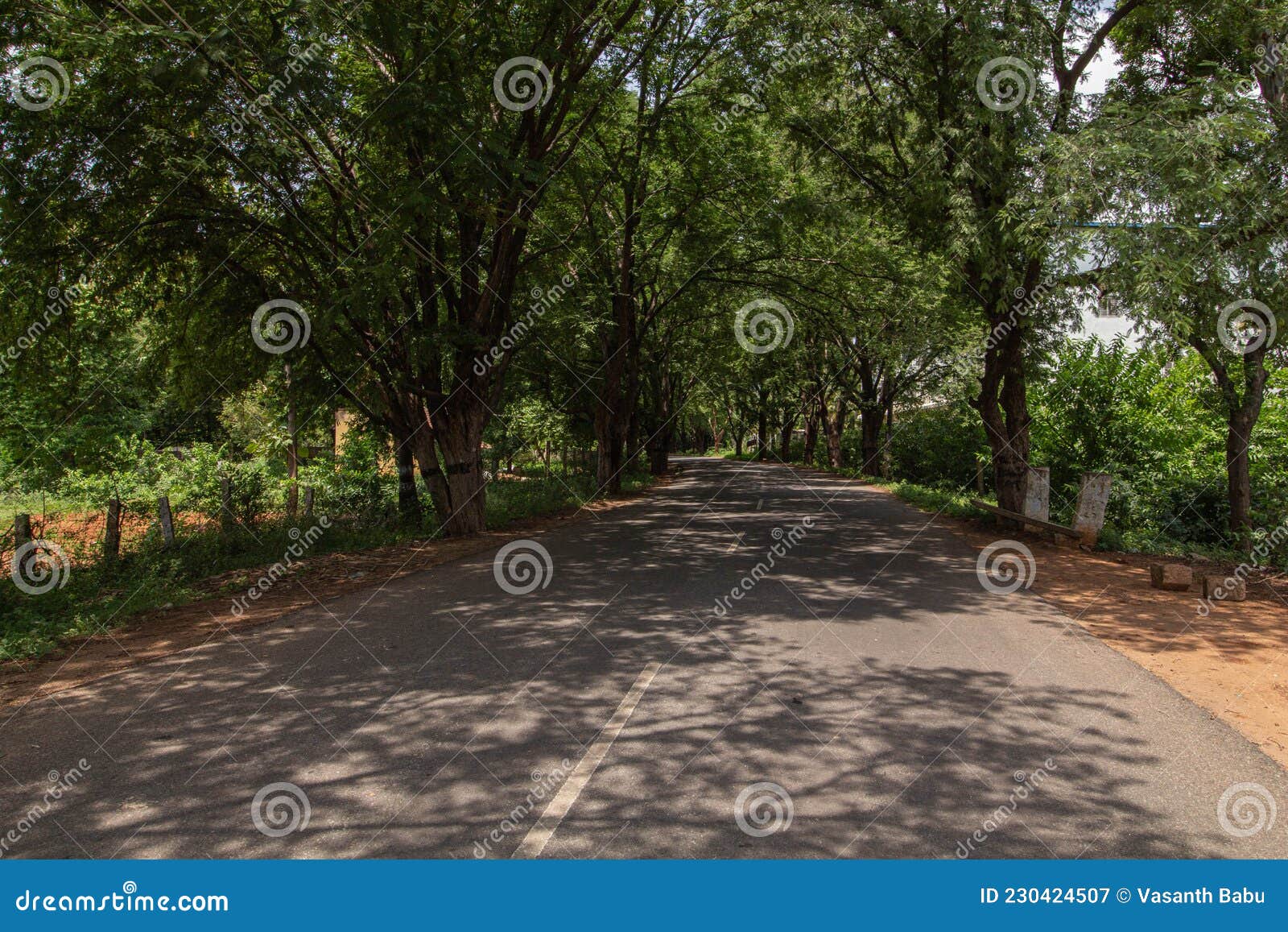 Pathway or a Road with Trees on Both Sides Stock Image - Image of ...