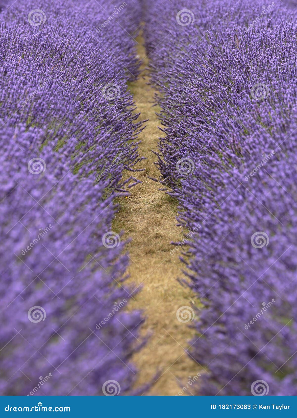 A Pathway between Rows of Lavender Stock Image - Image of lavender ...