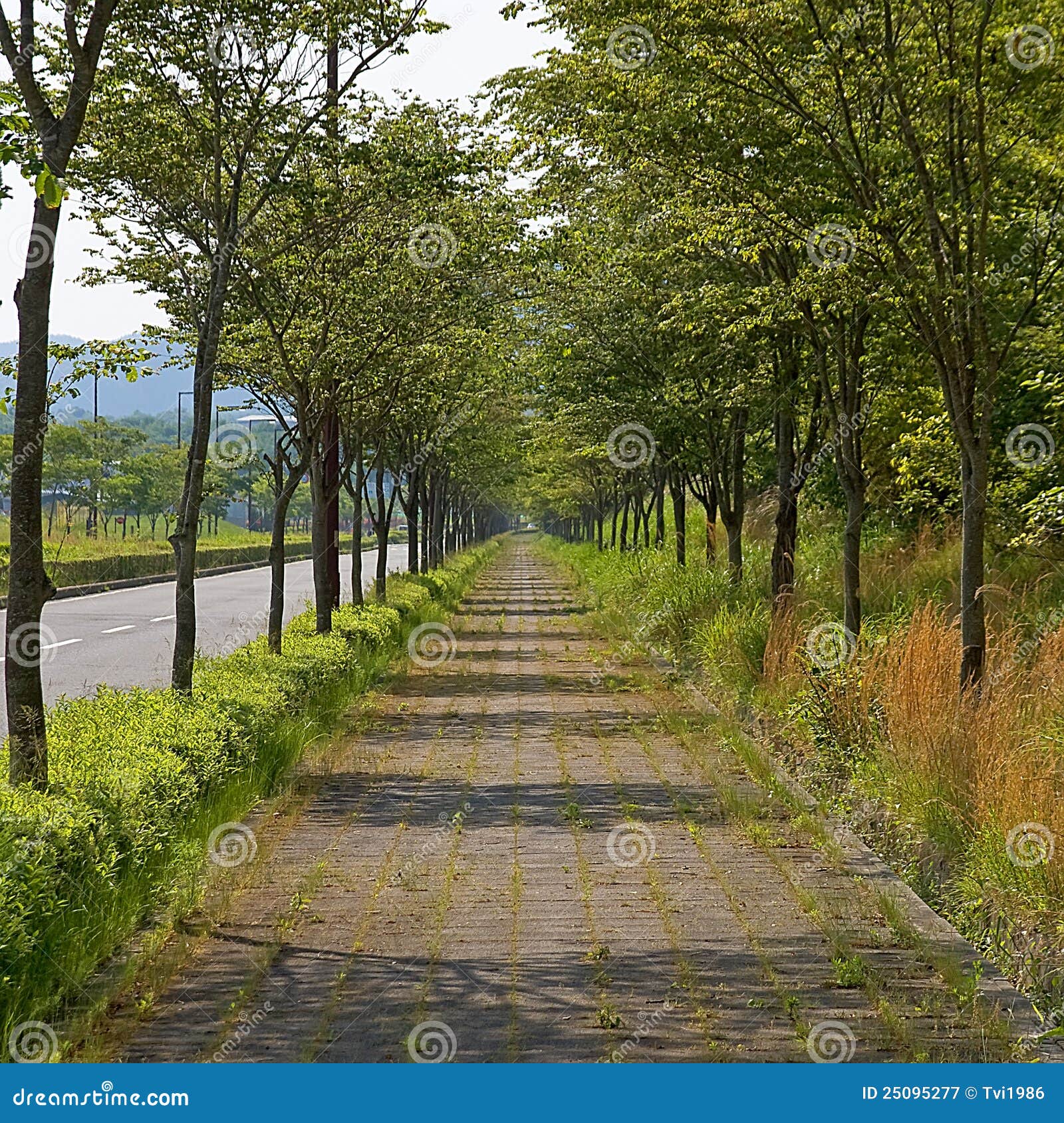Pathway by rural road stock image. Image of highway, leafy - 25095277