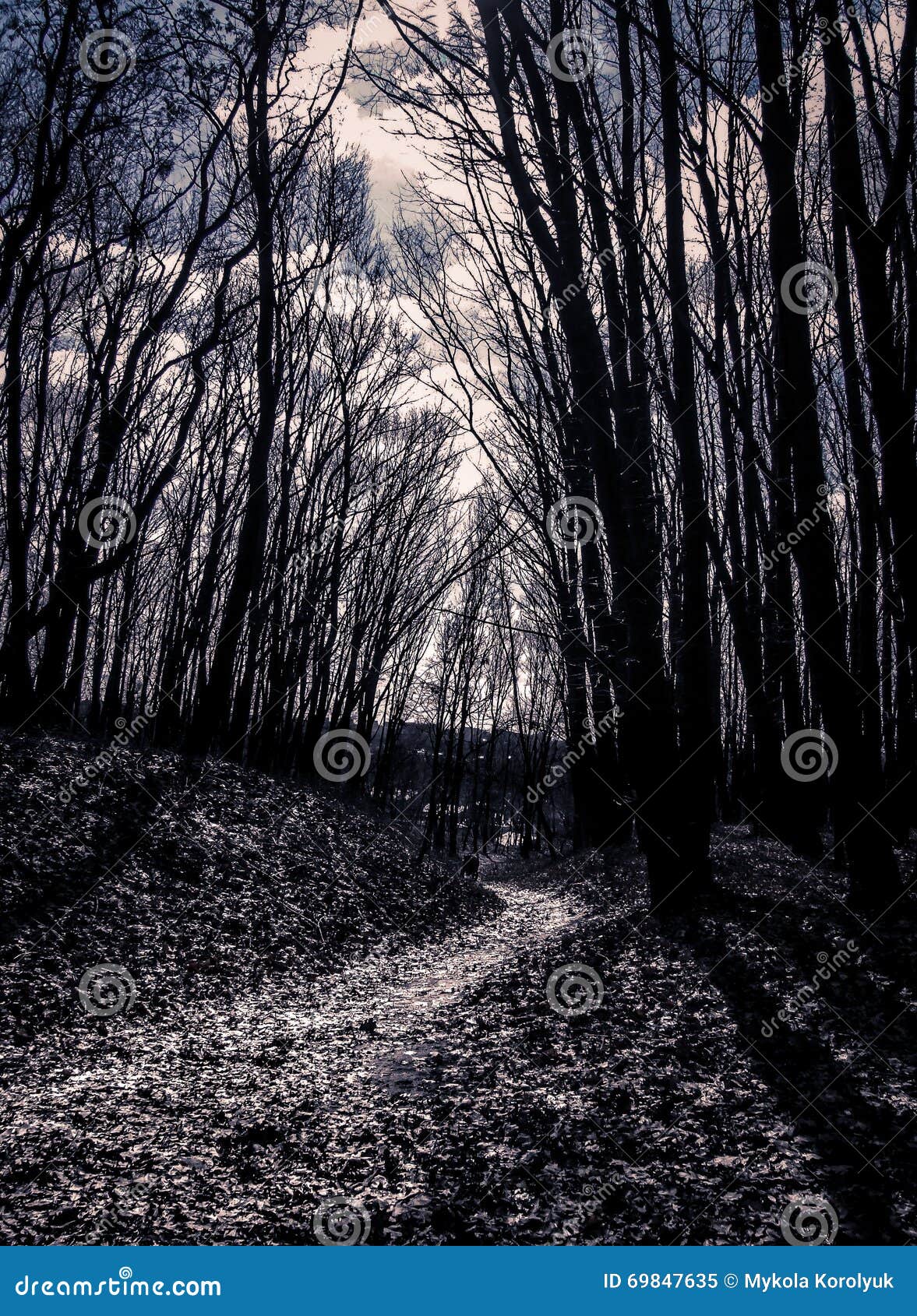 Pathway through Scary Woods Stock Image - Image of forest, dark: 69847635