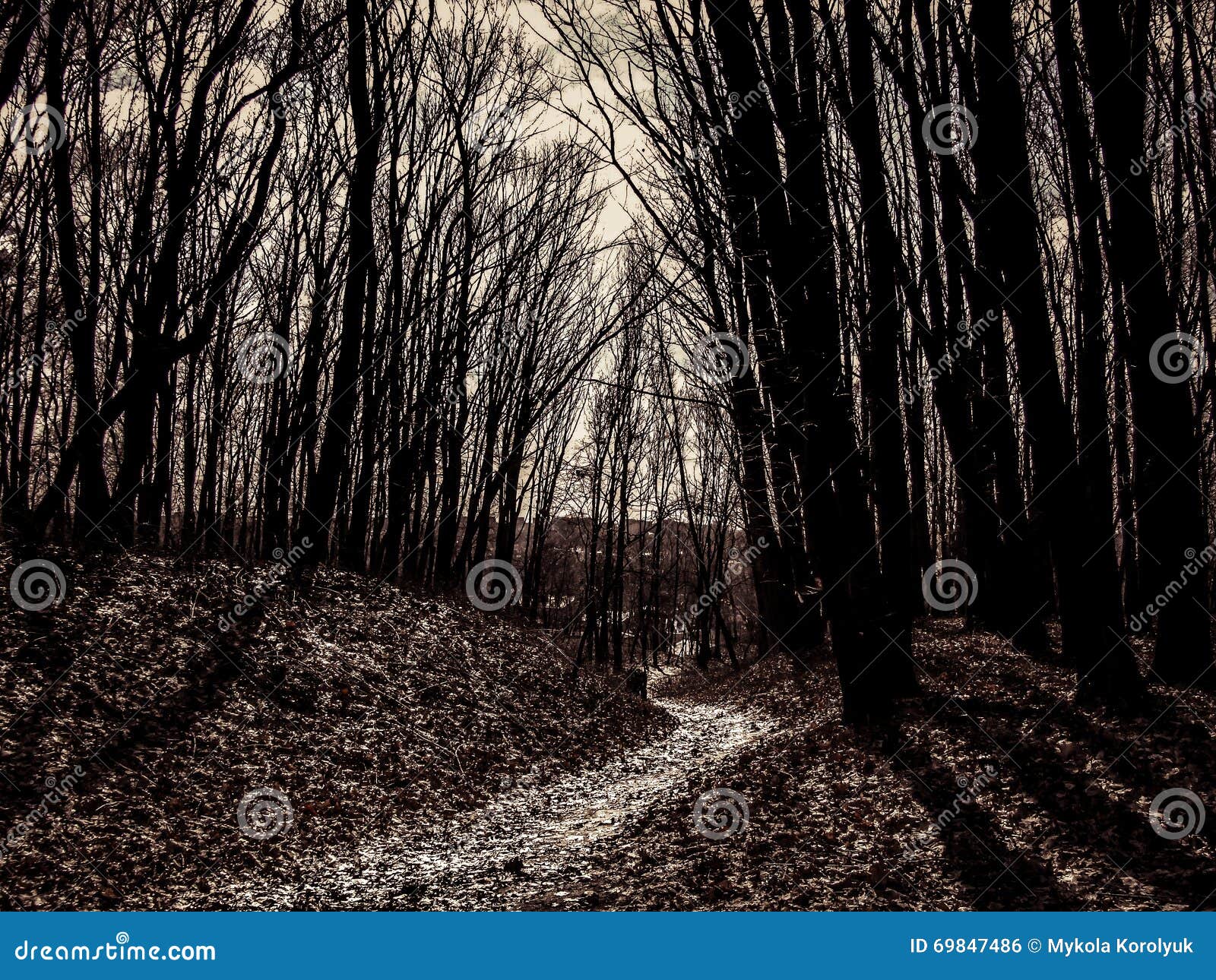 Pathway Through Scary Woods Royalty-Free Stock Photo | CartoonDealer ...