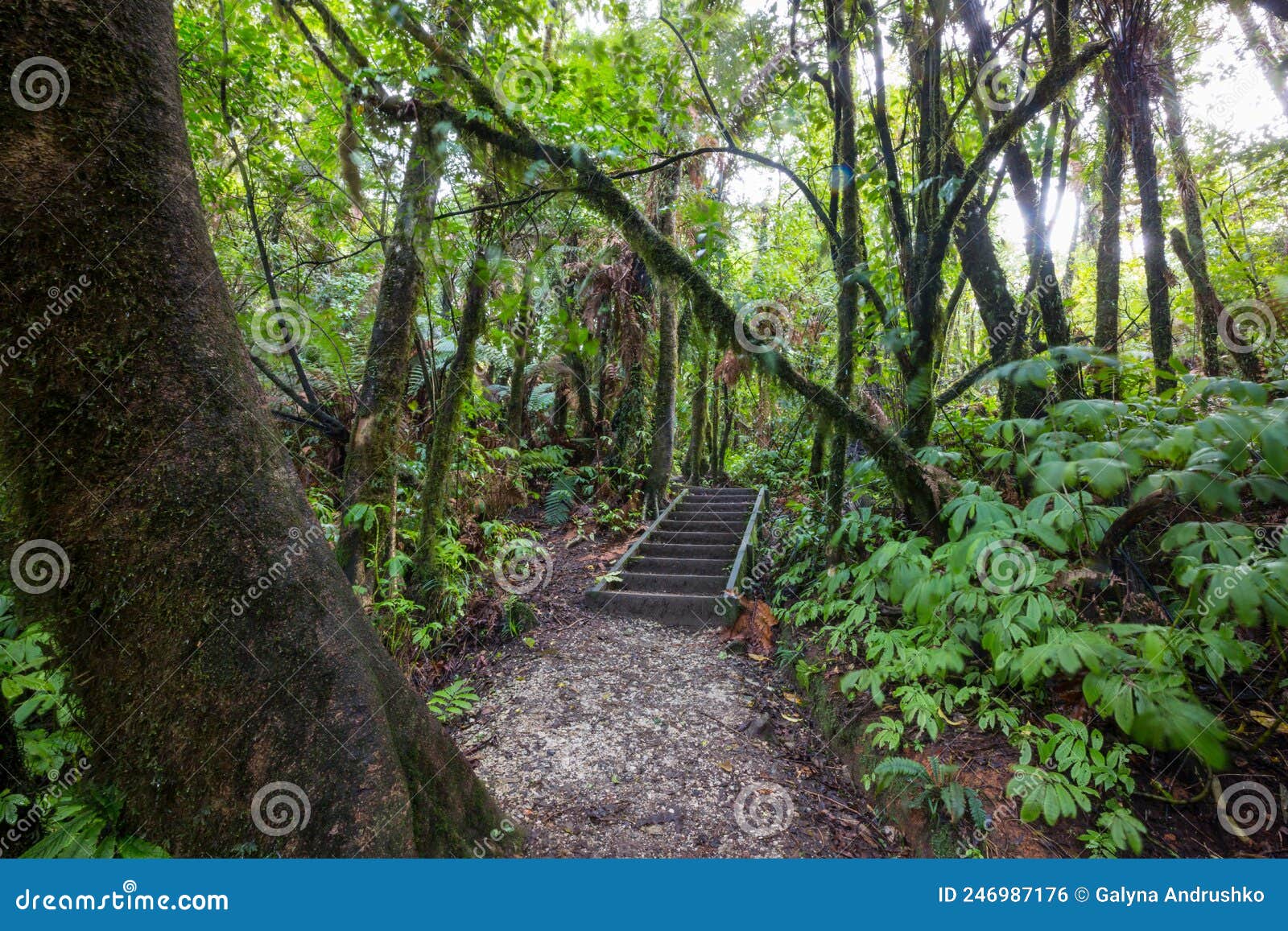 Boardwalk in the forest stock photo. Image of inspire - 246987176