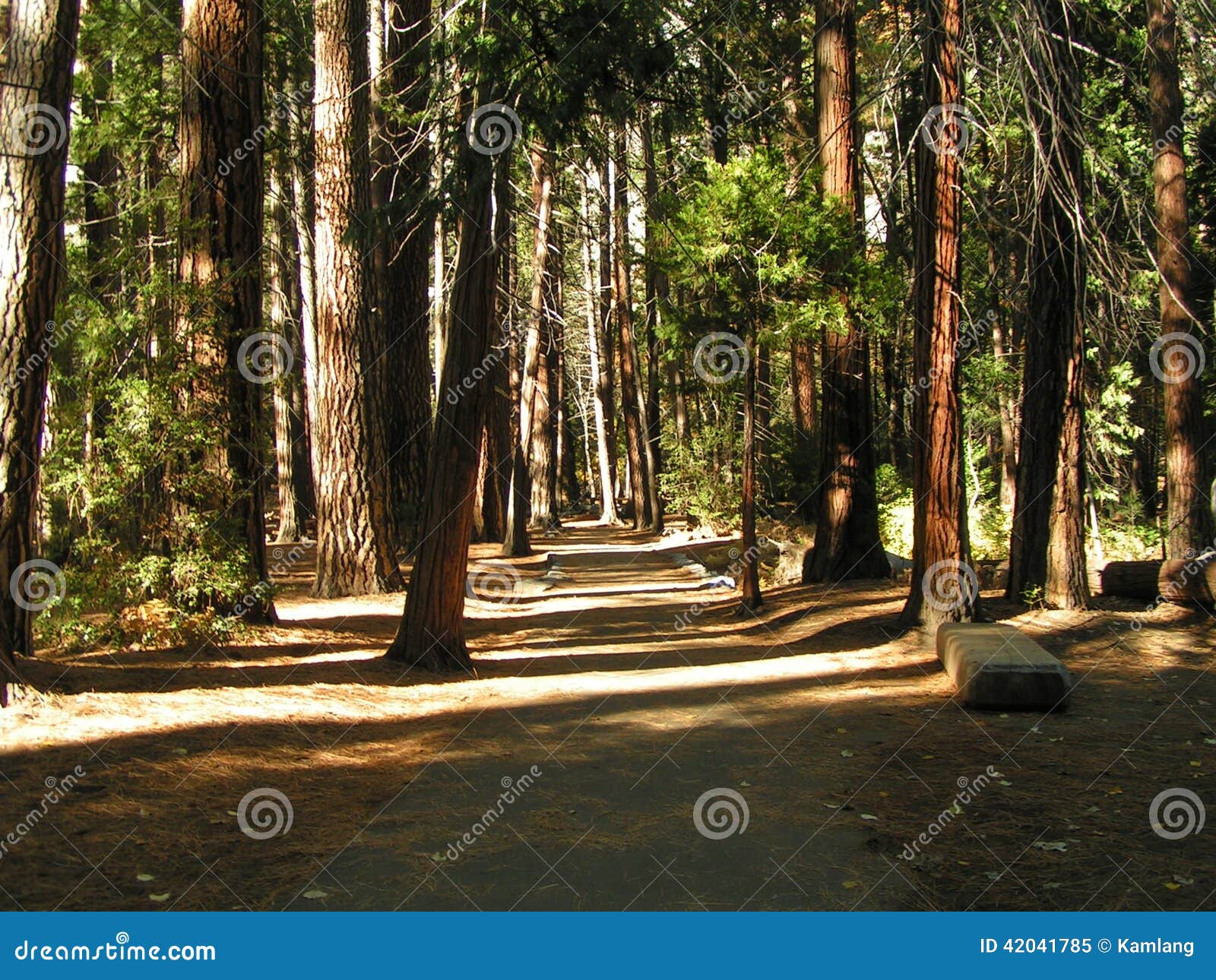Pathway through Trees with Afternoon Shadows Stock Image - Image of ...