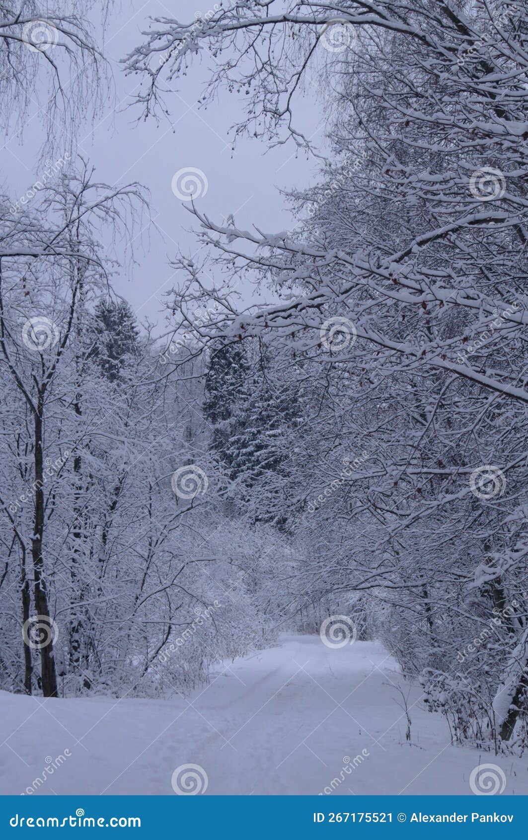 Pathway through Snow-covered Winter Forest Stock Image - Image of ...