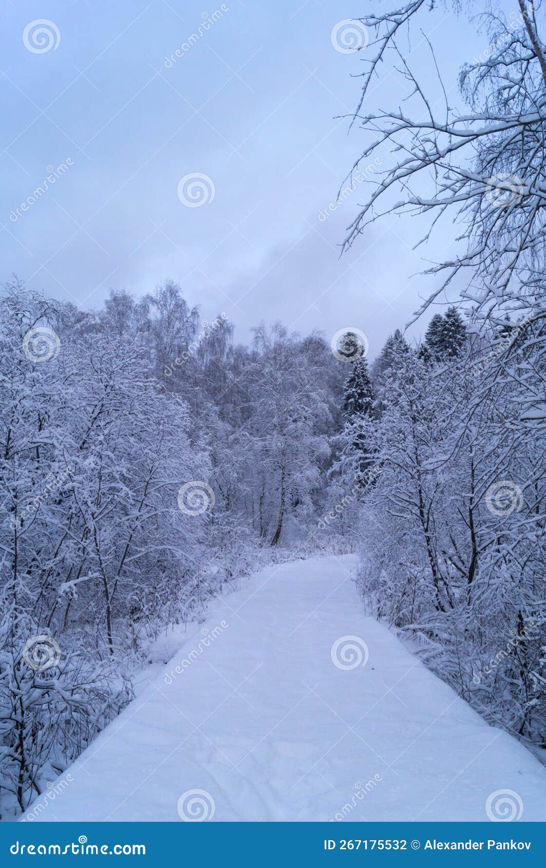 Pathway through Snow-covered Winter Forest Stock Photo - Image of road ...