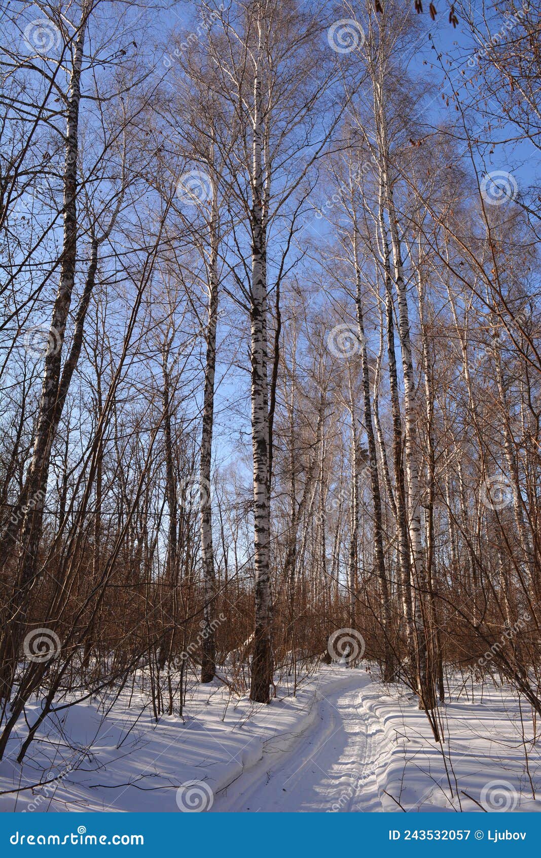 Pathway in Snow among Leafless Birch Trees in Winter Forest Stock Image ...