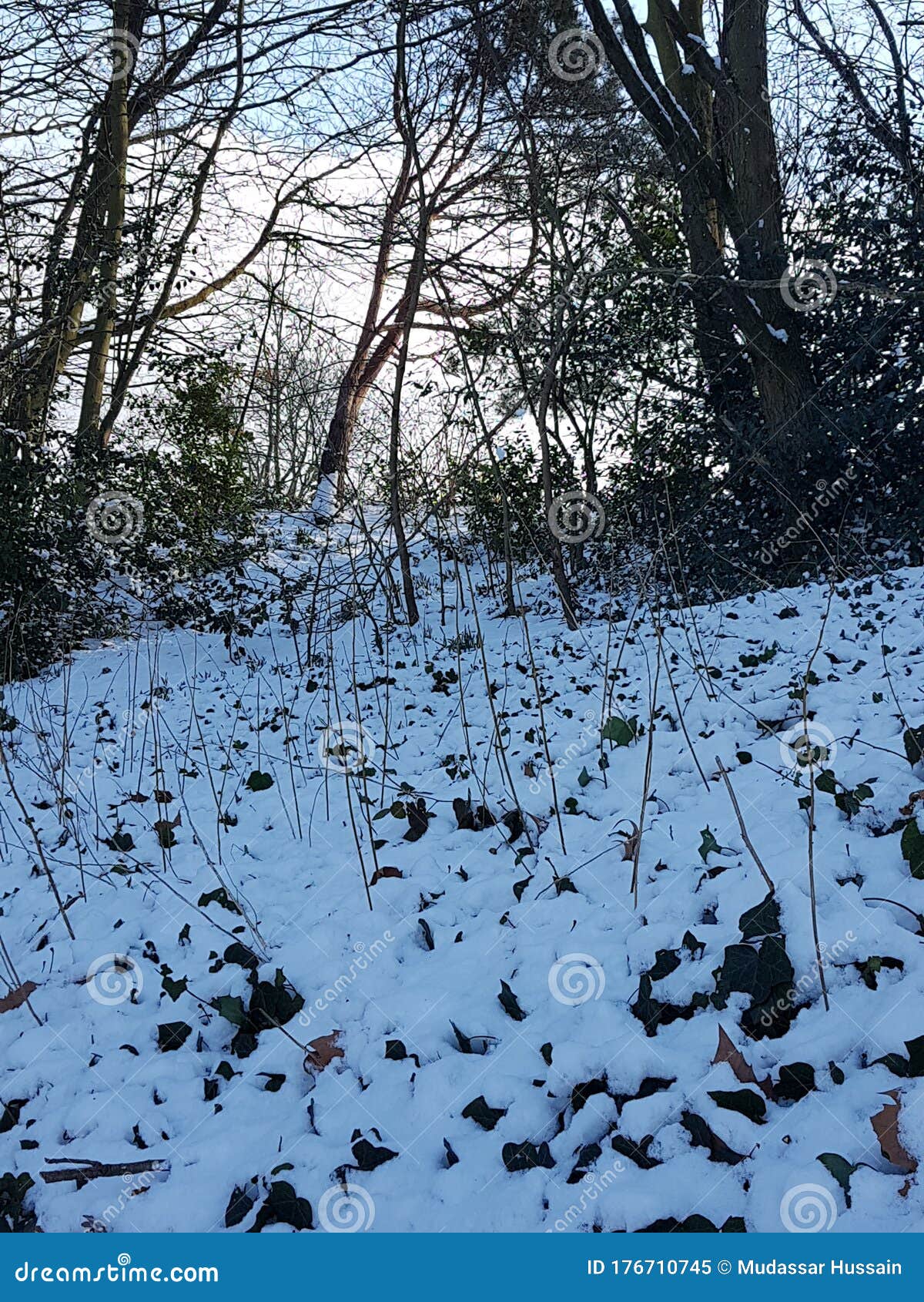 Pathway Snow Tree Bush Winter Stock Image - Image of winter, pathway ...