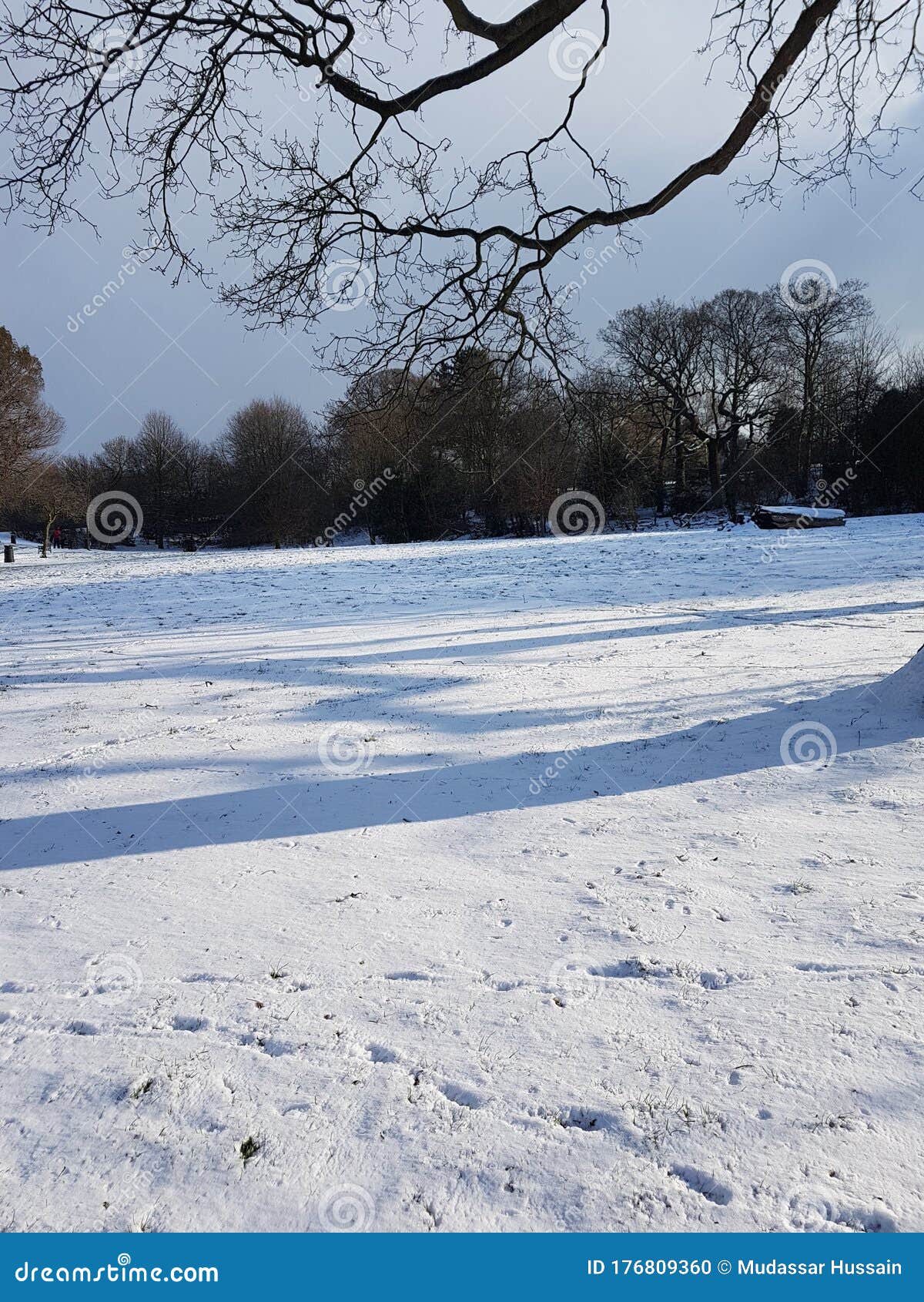 Pathway Snow Tree Bush Winter Stock Photo - Image of snow, winter ...