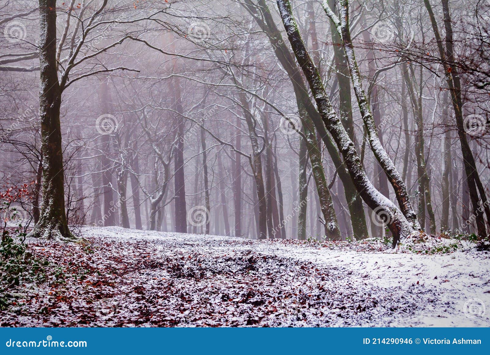 Pathway through a Snowy, Misty Wintry Scene in the Forest Stock Photo ...