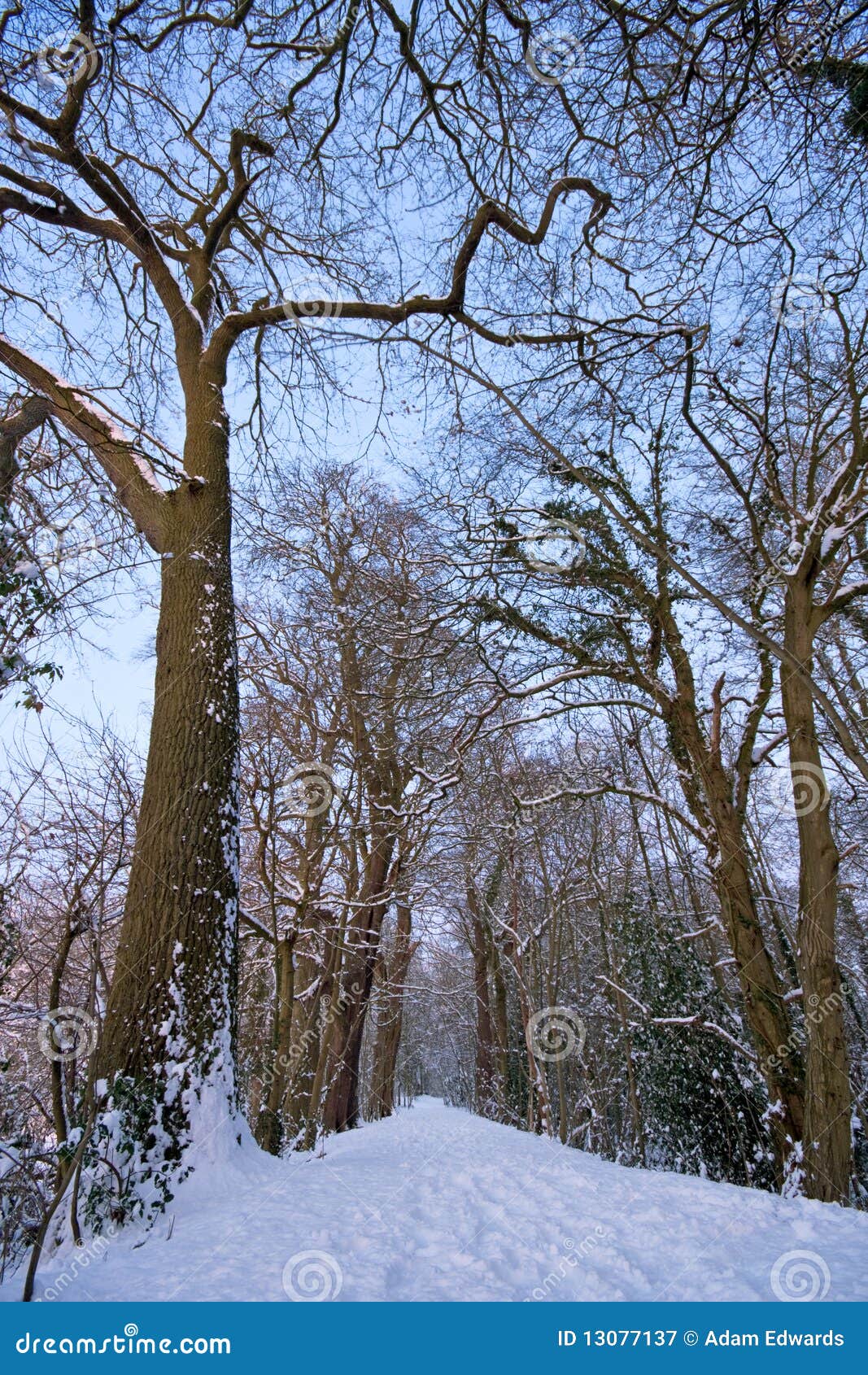 Pathway through a Snowy Winter Forest Stock Image - Image of light ...