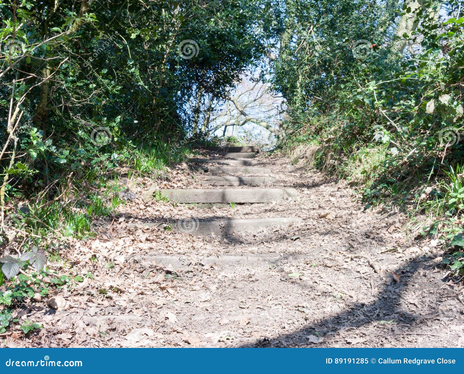 Pathway through Some Trees in a Wood Stock Image - Image of countryside ...