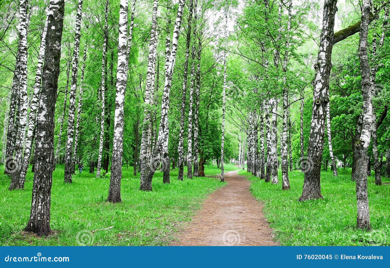 Pathway in Spring Birch Park Stock Image - Image of growth, beauty ...