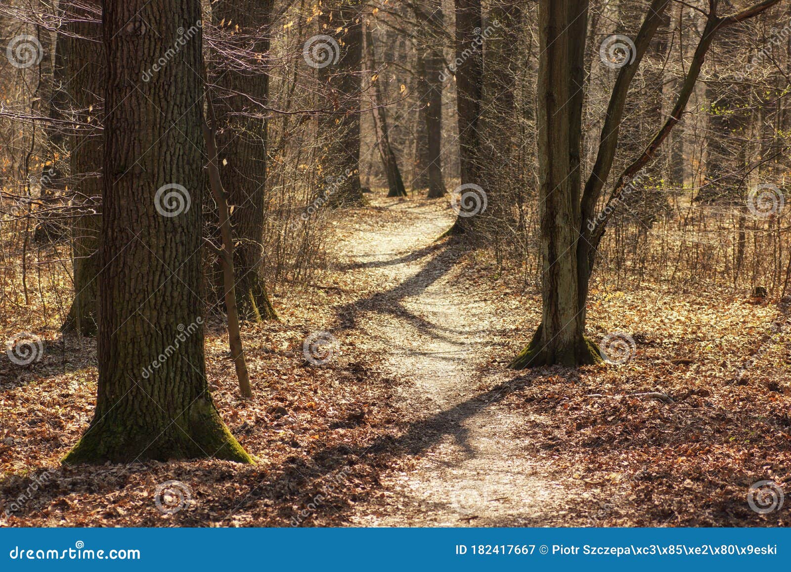 The Path in the Early Spring Forest Stock Image - Image of tree, early ...