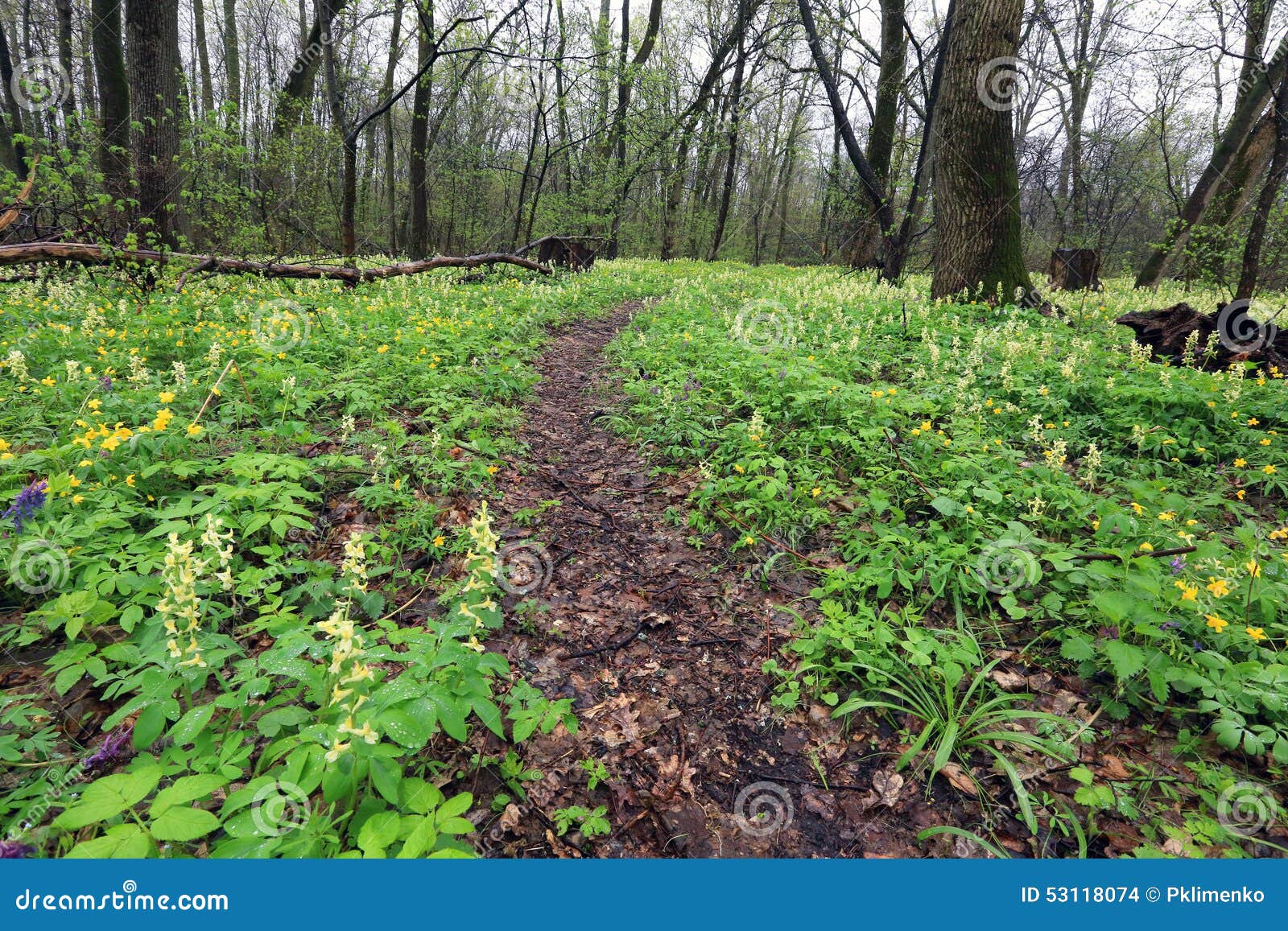 Pathway in spring forest stock photo. Image of leaf, forest - 53118074