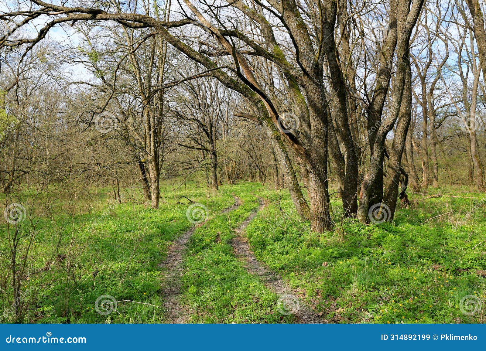 Pathway in spring forest stock image. Image of travel - 314892199