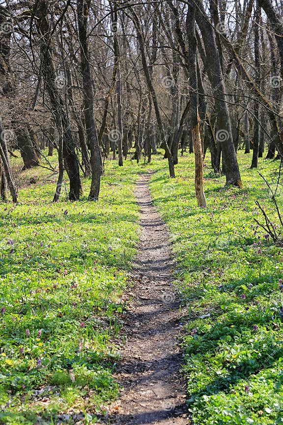 Pathway in spring forest stock image. Image of green - 144506531